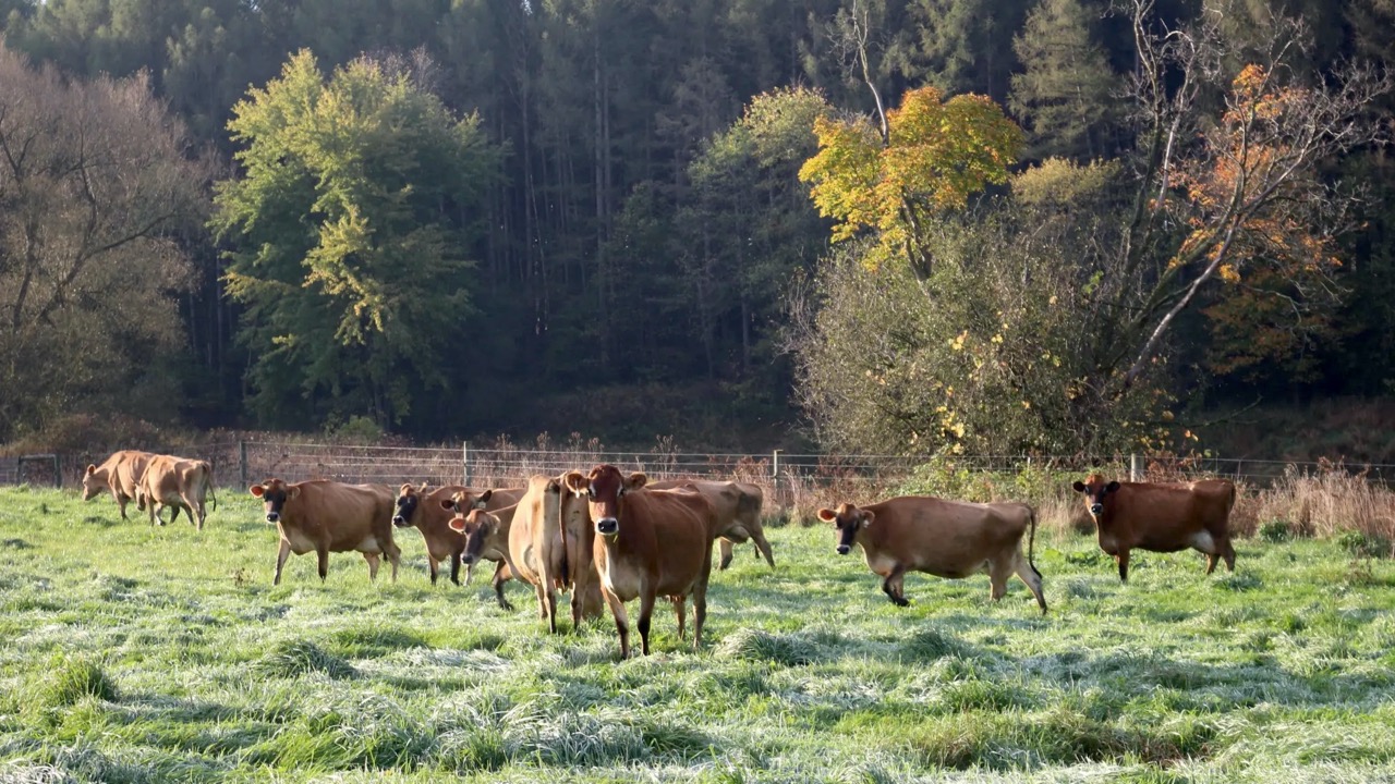 How Calgary is Innovating Canada's Beef Sector with Tech - Calgary.Tech